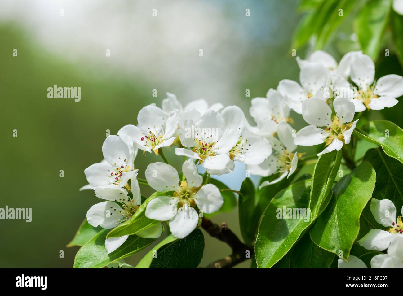 Blooming pear tree. White flowers on a pear tree. Spring background ...