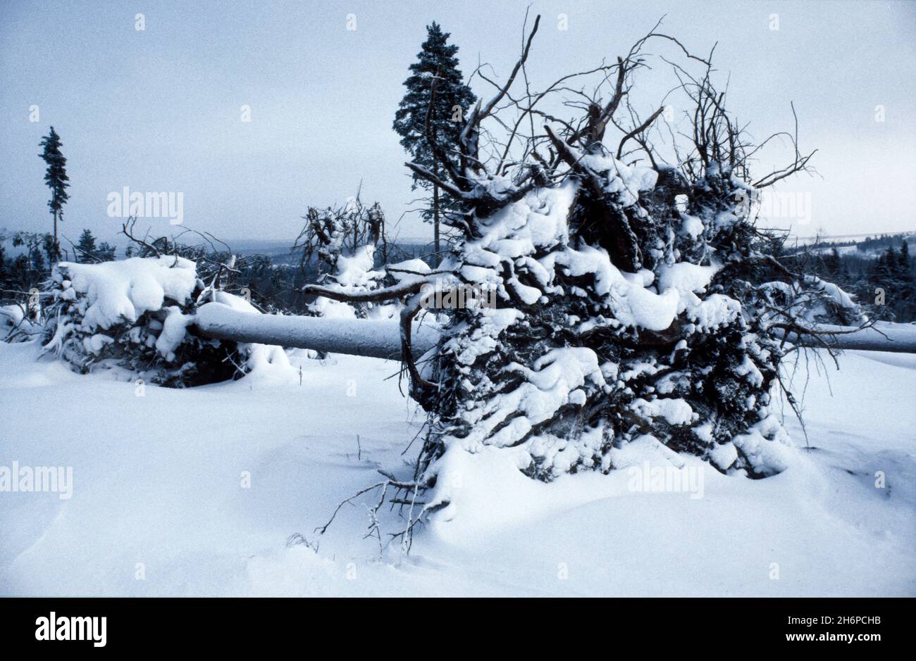 Wind trap after a storm, fallen tree in snow in 1983, analog. Heavy ...