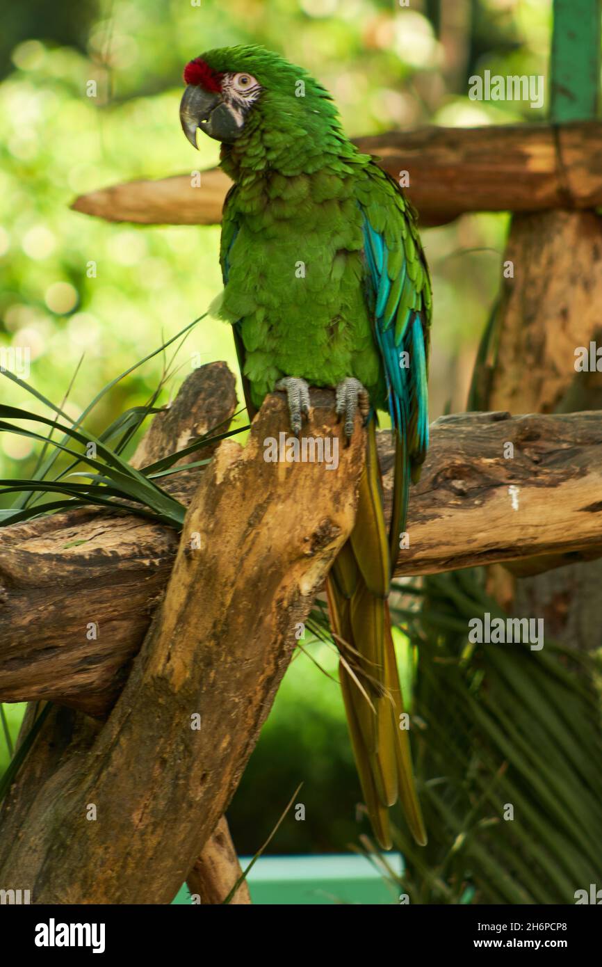 Portrail of one parrot in the zoo Stock Photo - Alamy