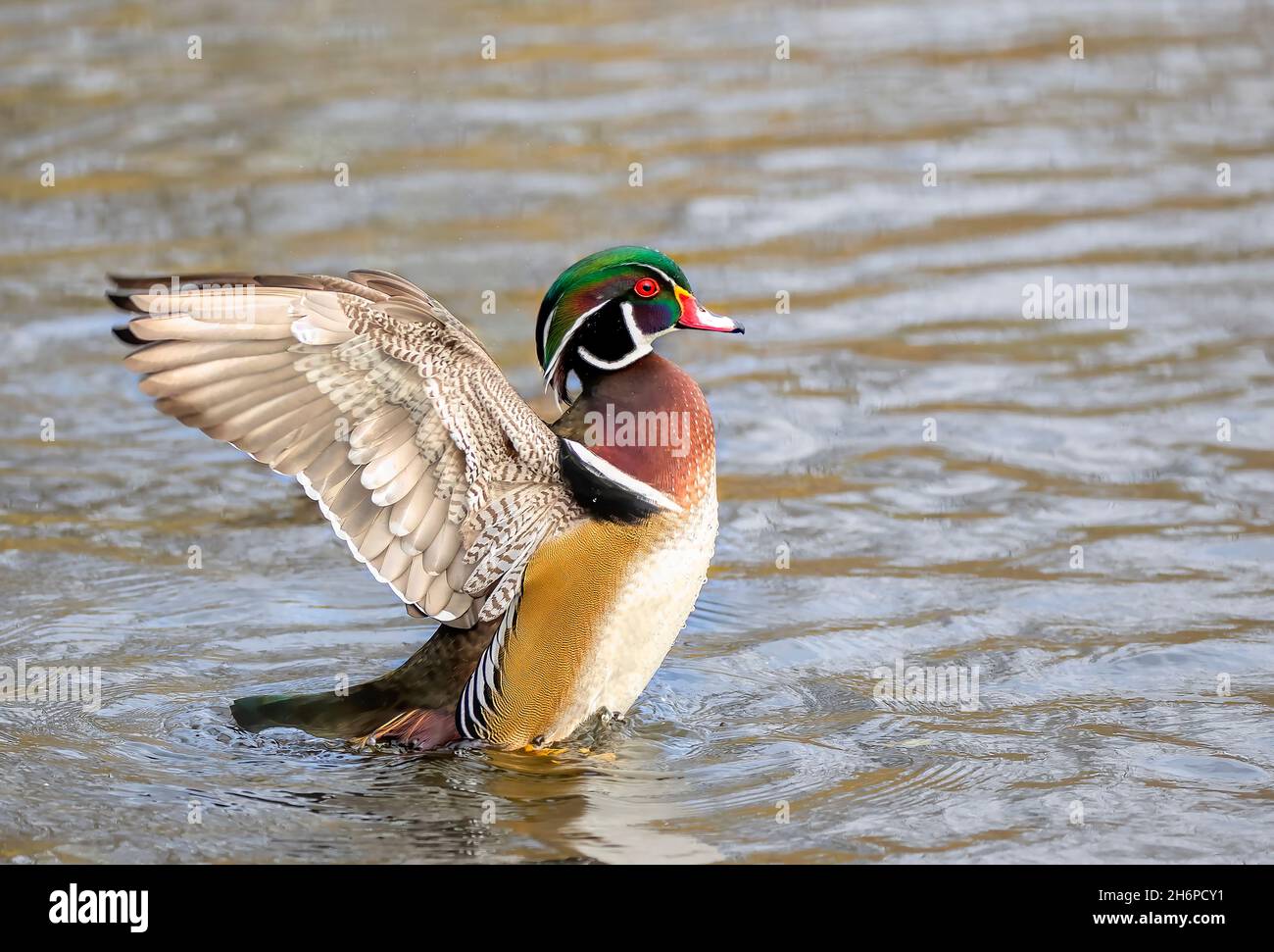 Wood duck male Aix sponsa flapping his wings as he swims on Ottawa ...