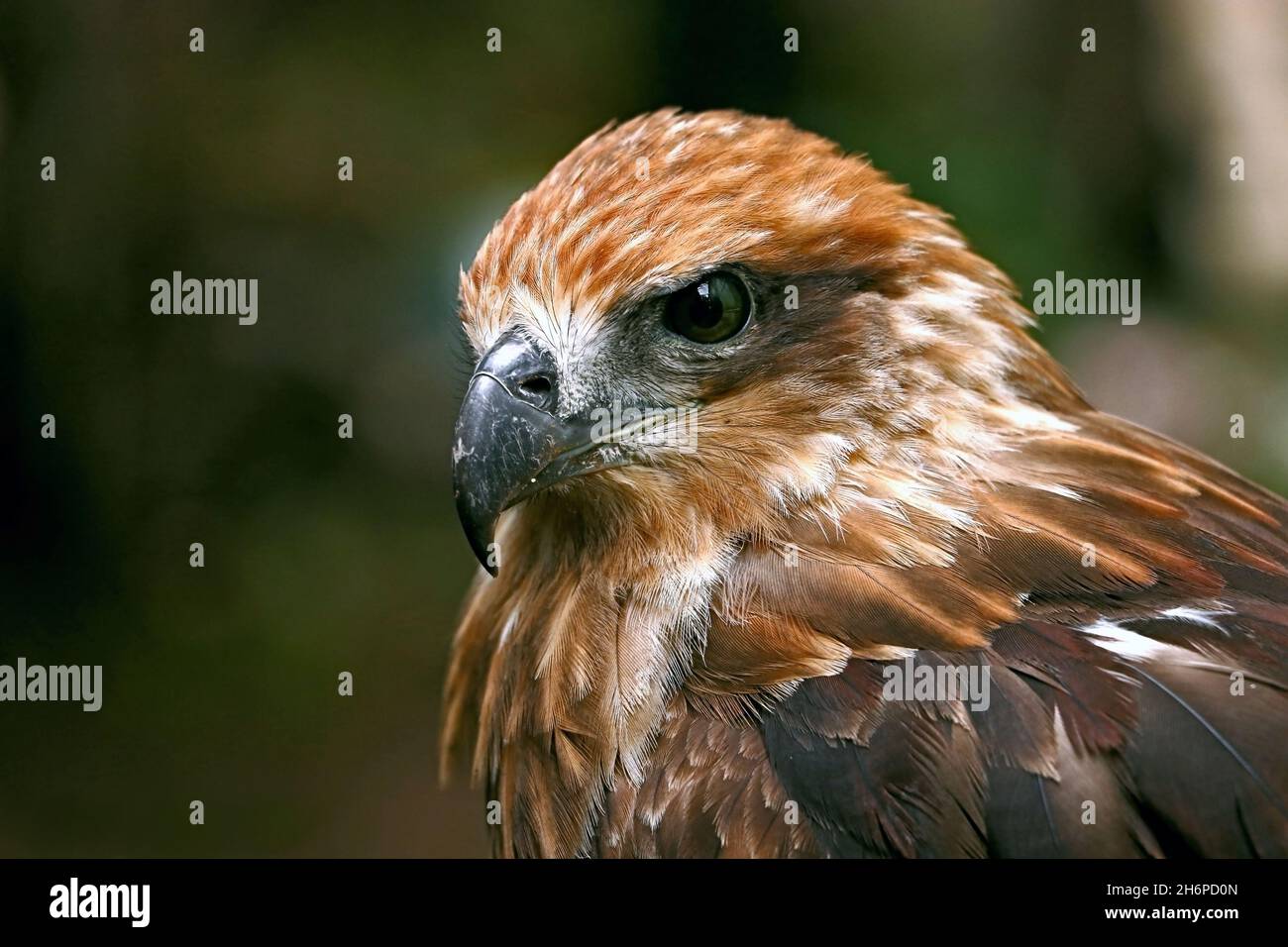 Red tailed hawk ( Buteo jamaicensis Stock Photo - Alamy