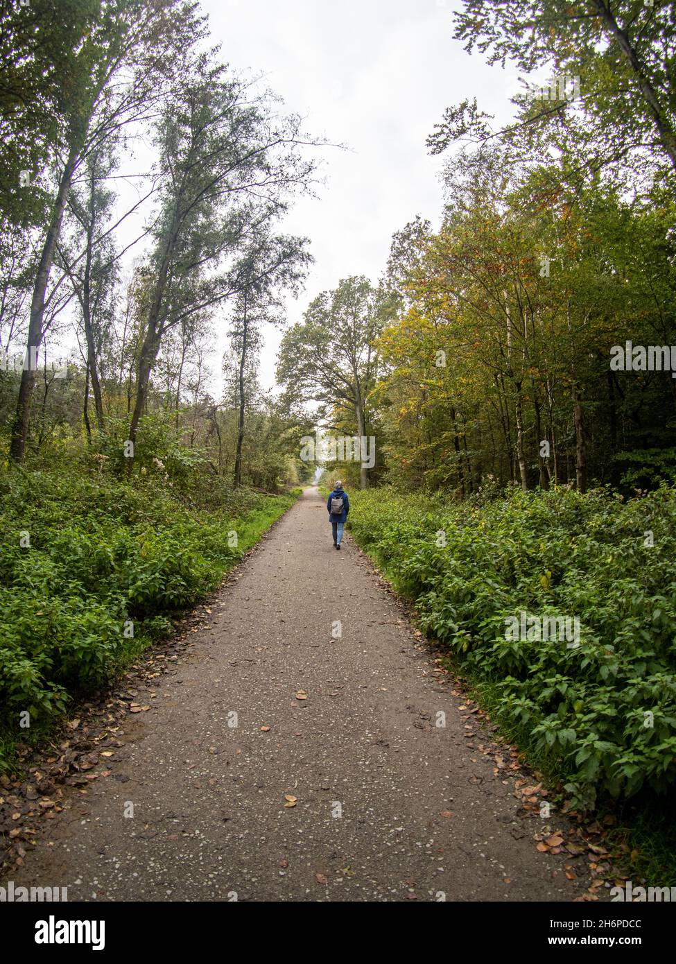 Vertical shot of a person walking on a pathway in a forest Stock Photo ...