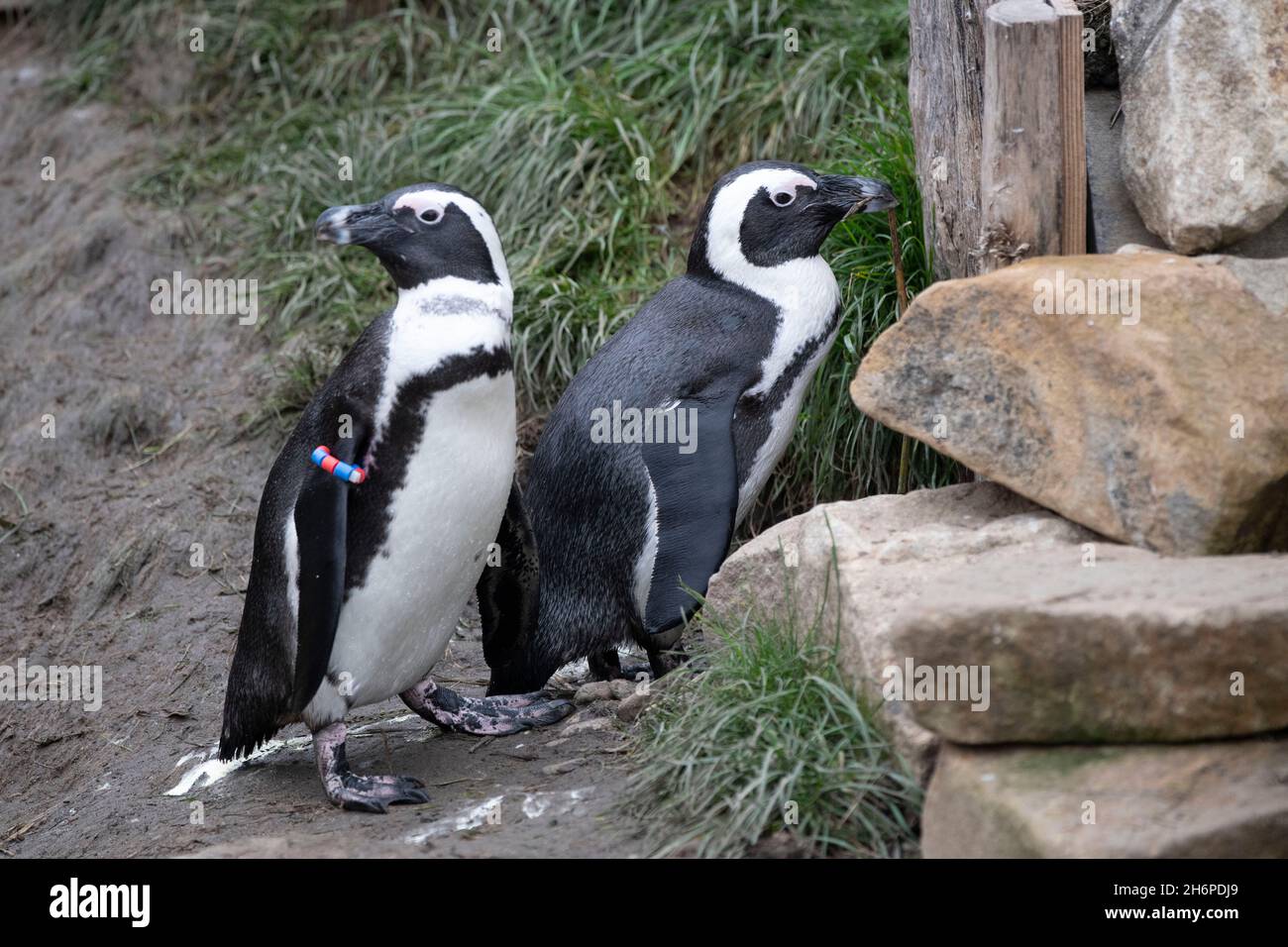 Birds zoom hi-res stock photography and images - Alamy
