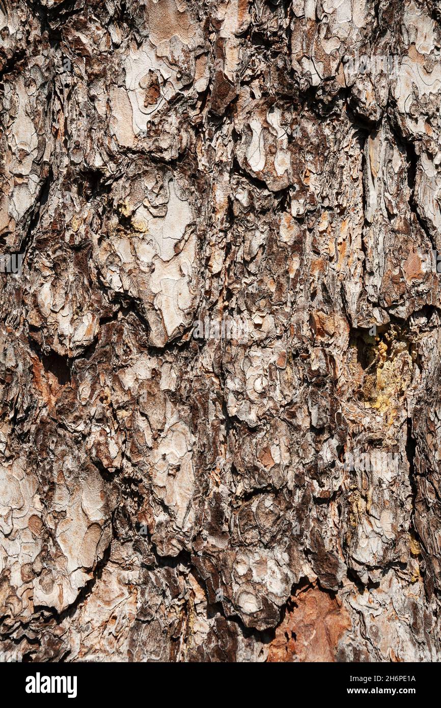 Old pine trunk, pine bark texture. Natural background Stock Photo - Alamy