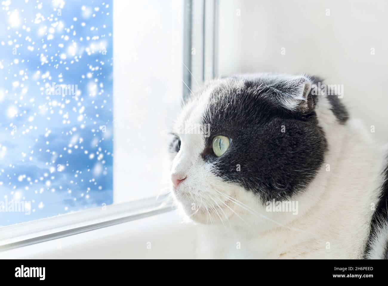 A cute cat looks out the window at the falling snow Stock Photo - Alamy