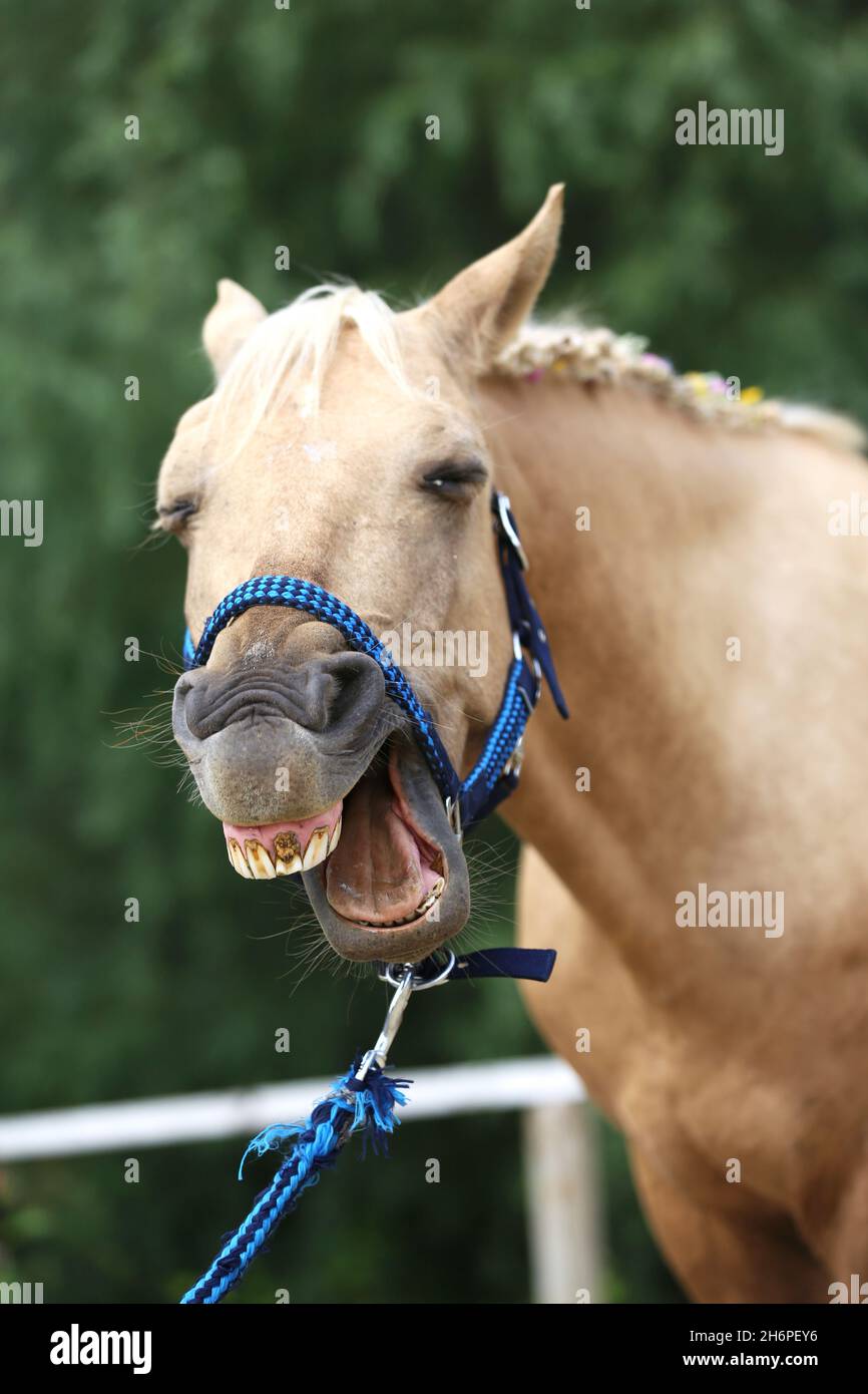 Cheerful morgan mare showing us her healthy teeth on summer training ...