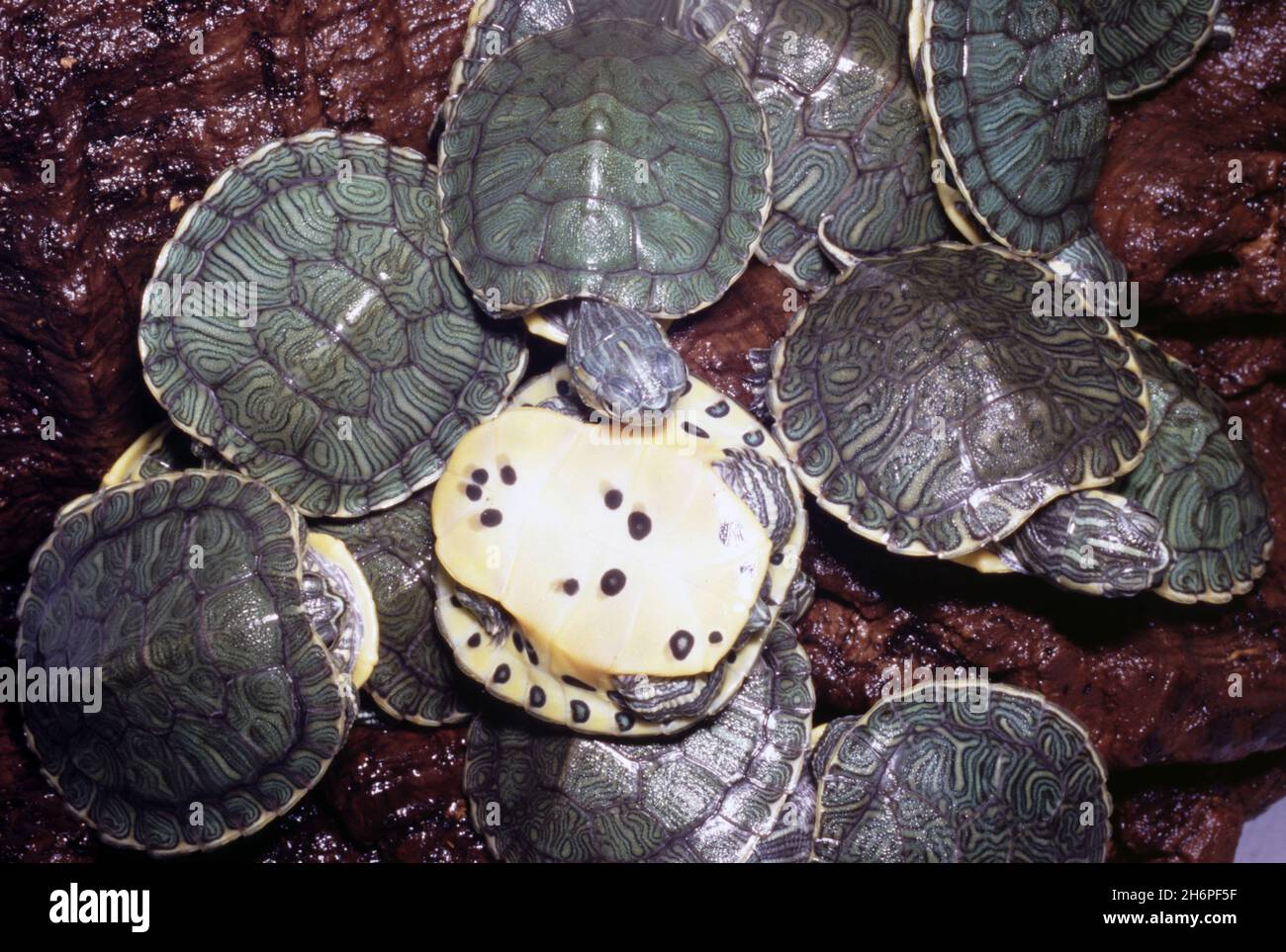 Cumberland Slider, Trachemys scripta troostii Stock Photo - Alamy
