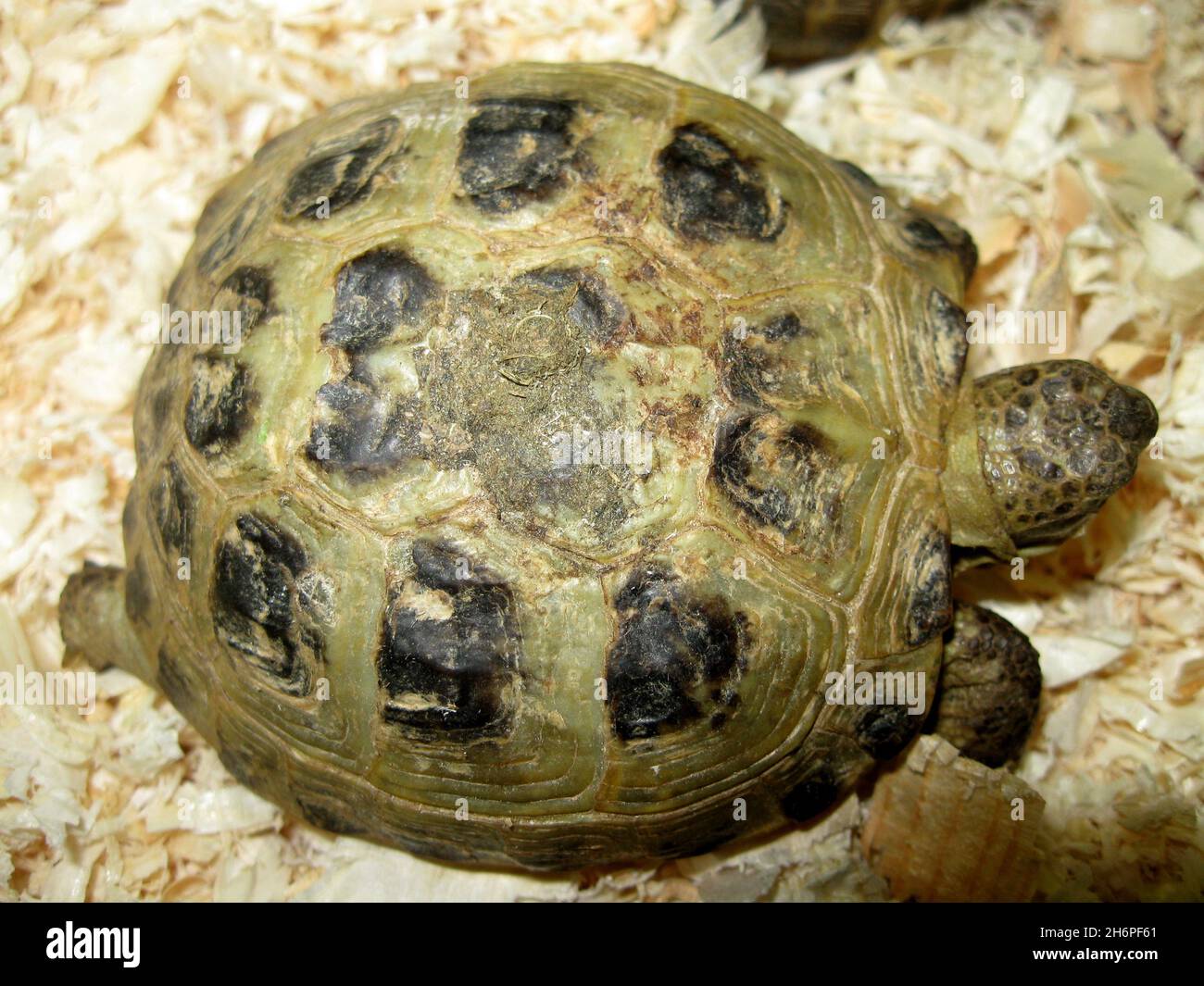 Newly hatched Mediterranean Spur-thighed Tortoise (Testudo graeca Stock ...