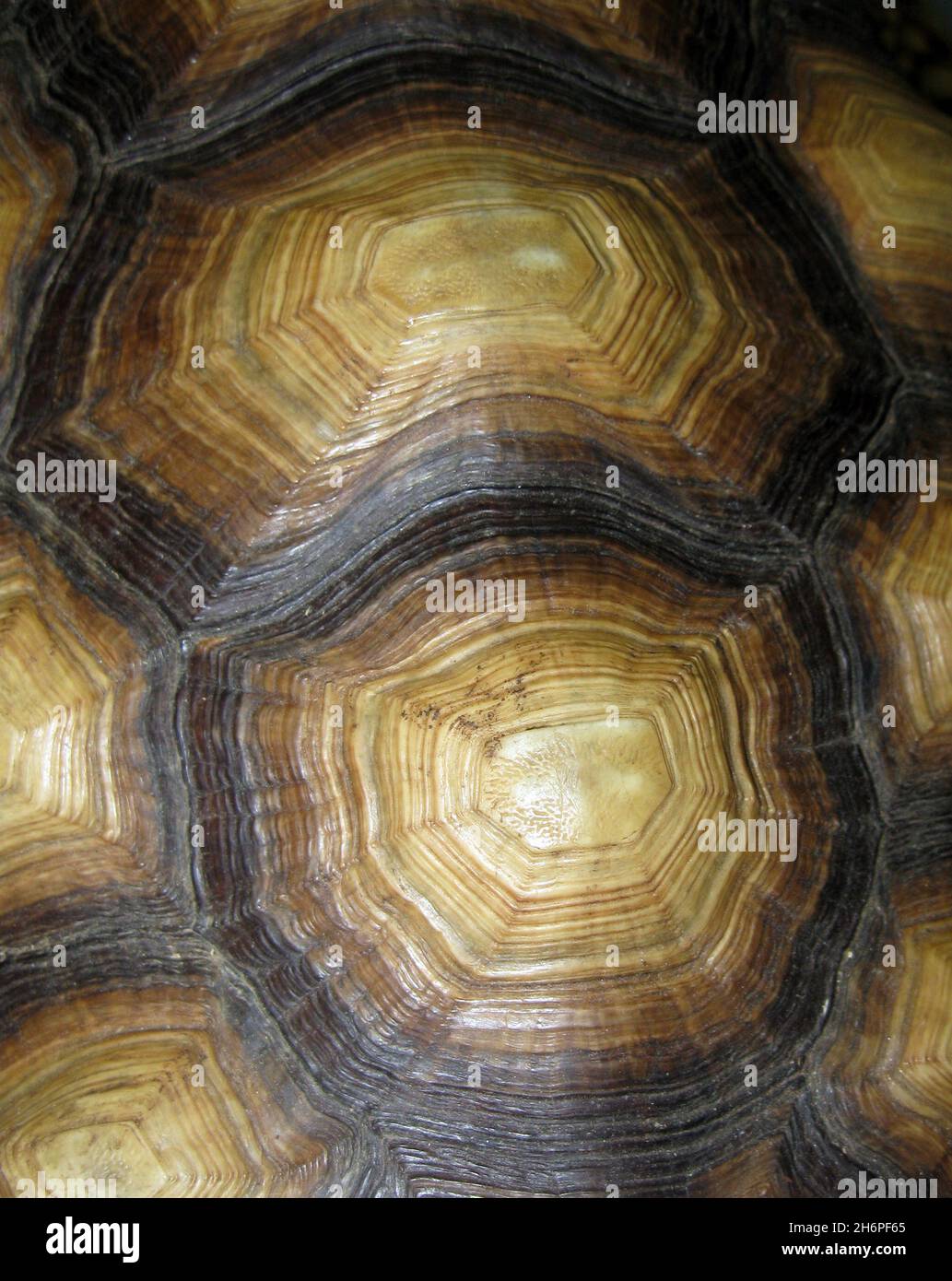 Greek tortoise (Testudo graeca), also known commonly as the spur ...