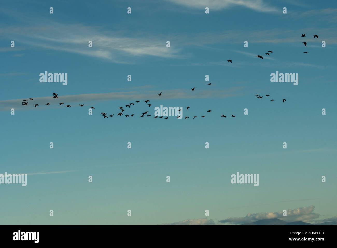 Goose barnacle (Branta leucopsis), in flight, Mersehead RSPB Reserve ...