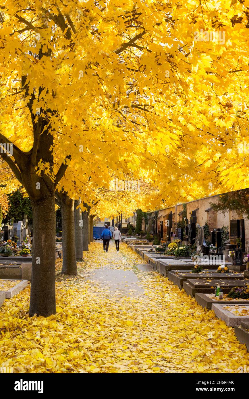 Trees in bright fall colors in the cemetery. Graves and golden maple ...