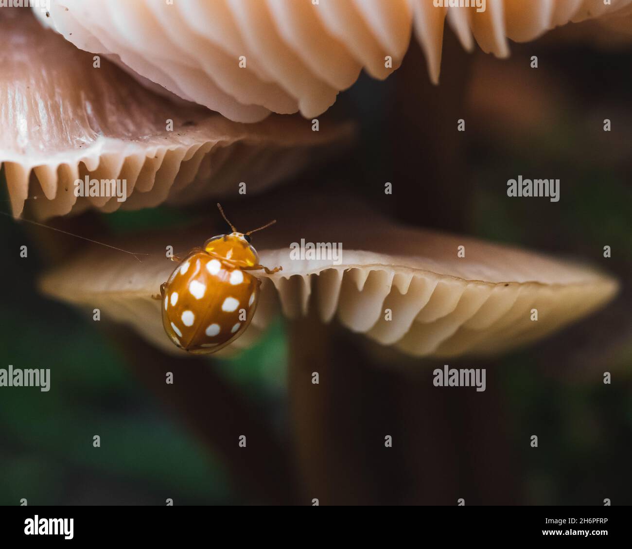 Ladybug sitting on mushroom hi-res stock photography and images - Alamy