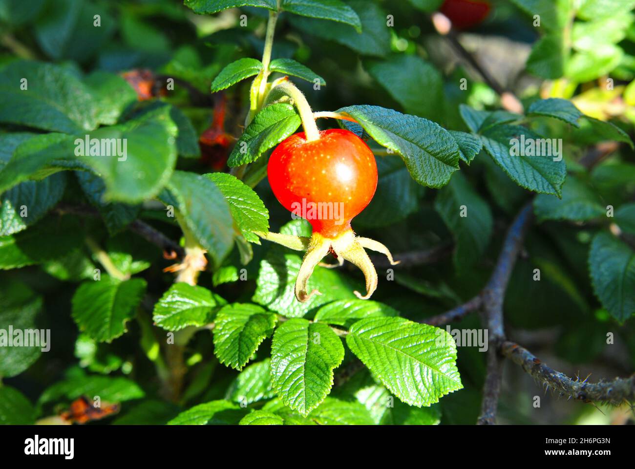 Dog-Rose Berries Against Green Leaves Outdoors. Close Up of Perfect ...