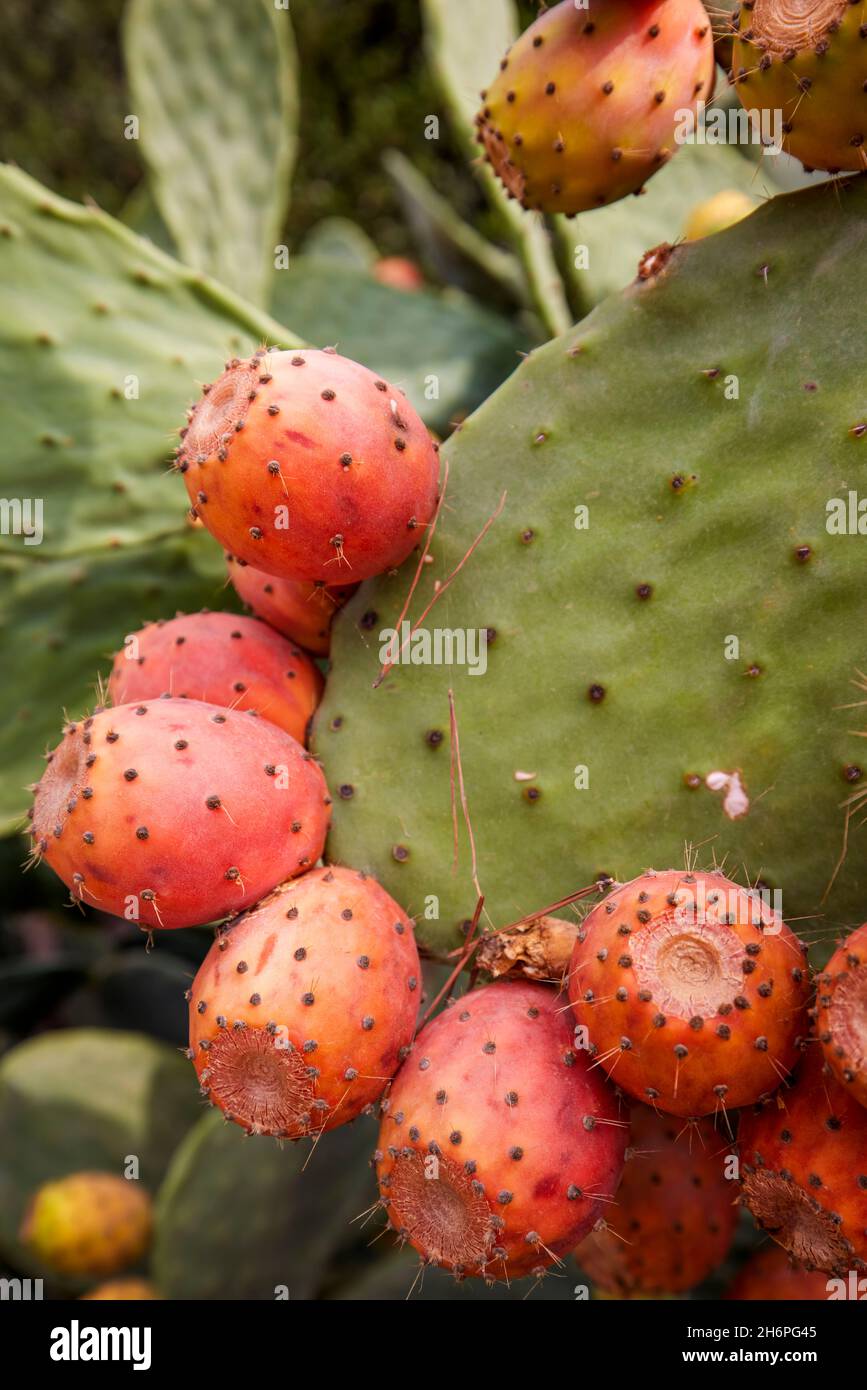 Prickly pear cactus (Opuntia ficus-indica, also known as Indian fig ...