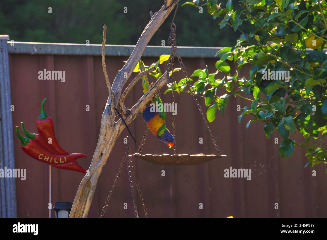 Parrots on a tree in a garden Stock Photo - Alamy