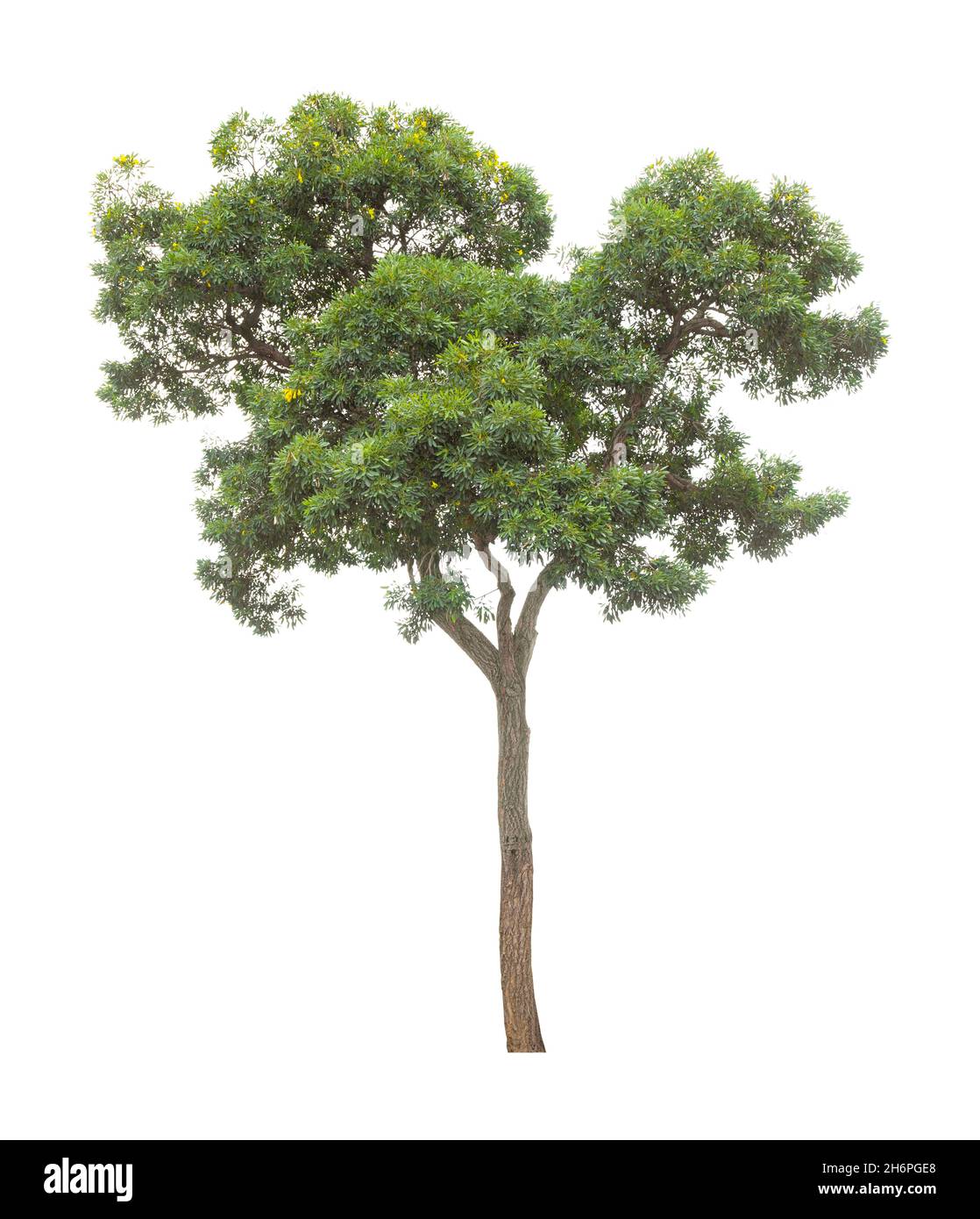 The freshness big green tree isolated on white background Stock Photo ...