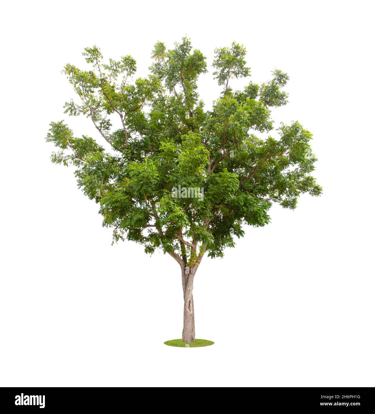 The freshness big green tree isolated on white background Stock Photo ...