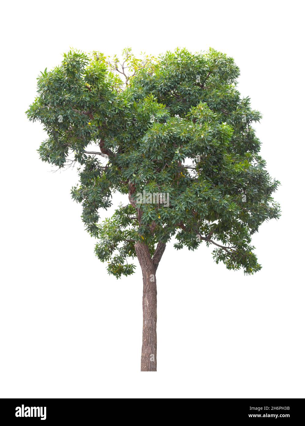 The freshness big green tree isolated on white background Stock Photo ...