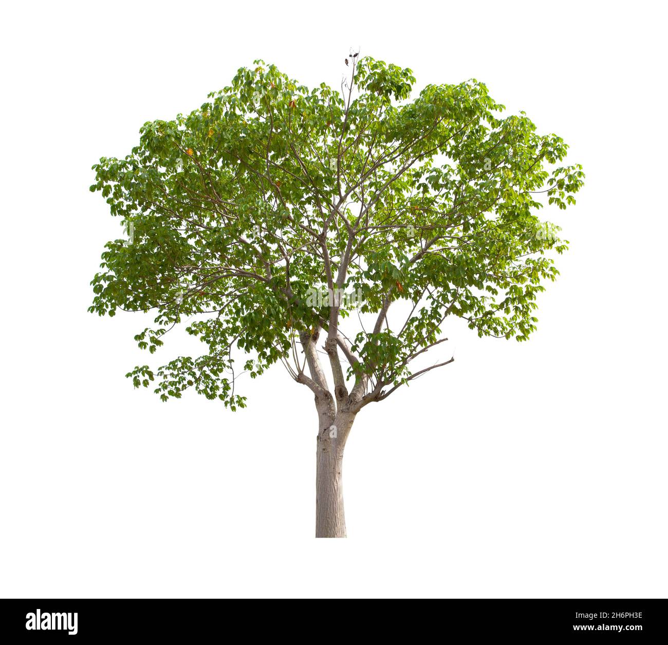 The freshness big green tree isolated on white background Stock Photo ...