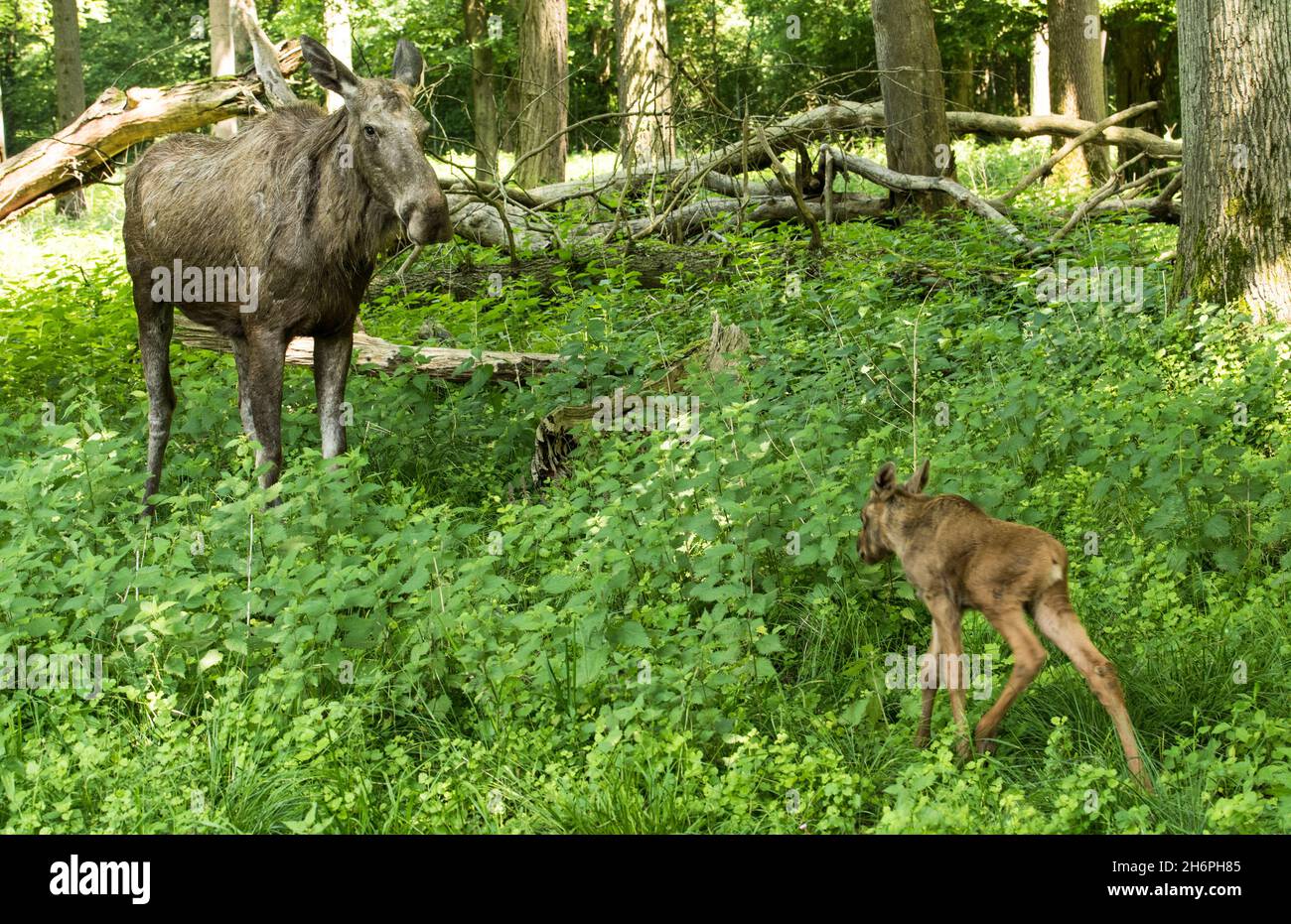 Elk cow with child in the forest. Karlsruhe, Germany, Europe Stock ...