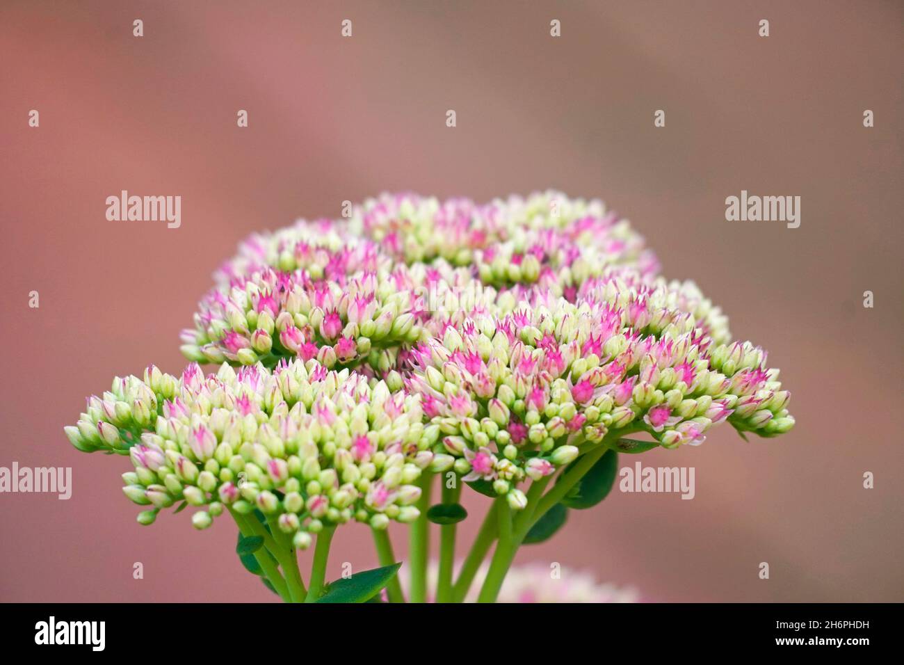 Close-up of the sedum flowers at the beginning of the flowering period ...