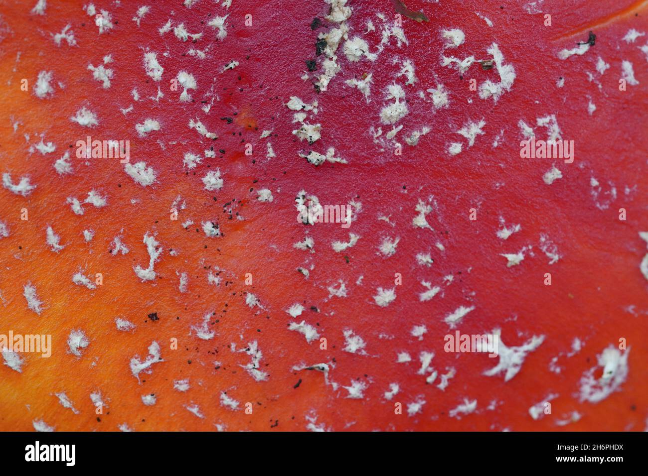 Surface of a fly agaric in close-up. Red white natural background Stock ...