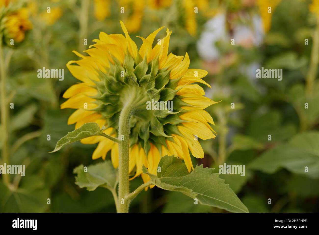 Sunflower blooming nature a beautiful landscape plantation unaltered ...
