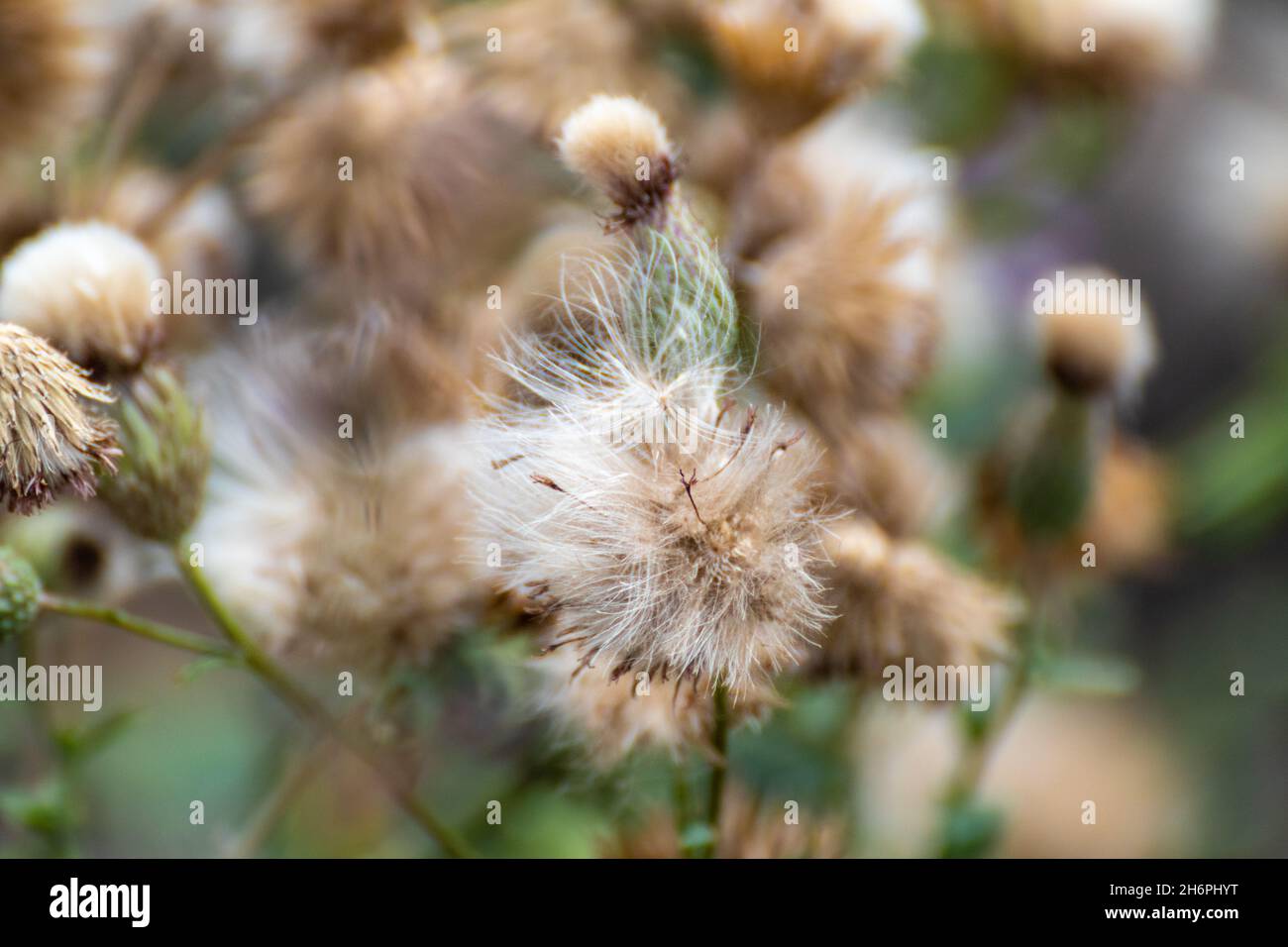 Dry autumn fluffy flower seeds, macro with green blurred background ...