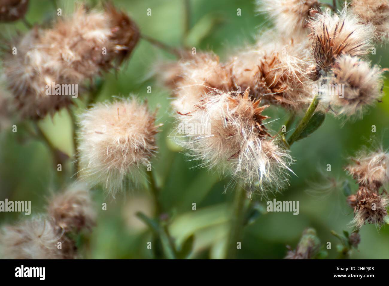 White fluffy seeds hi-res stock photography and images - Alamy
