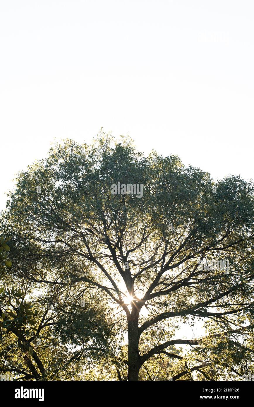 Vertical closeup of the sunlight penetrating through the tree branches ...