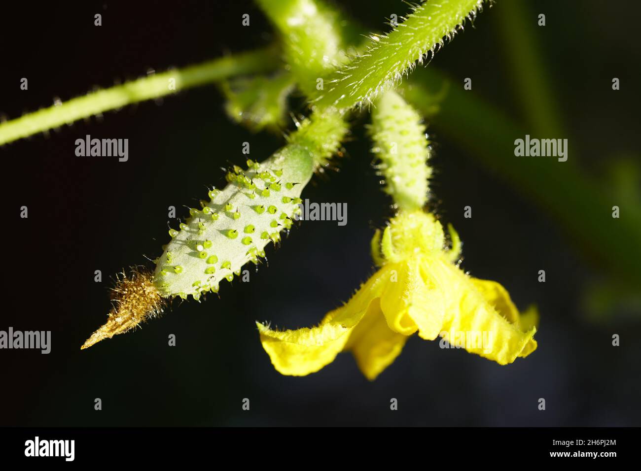 Yellow flower of a cucumber plant with small cucumber at the beginning ...