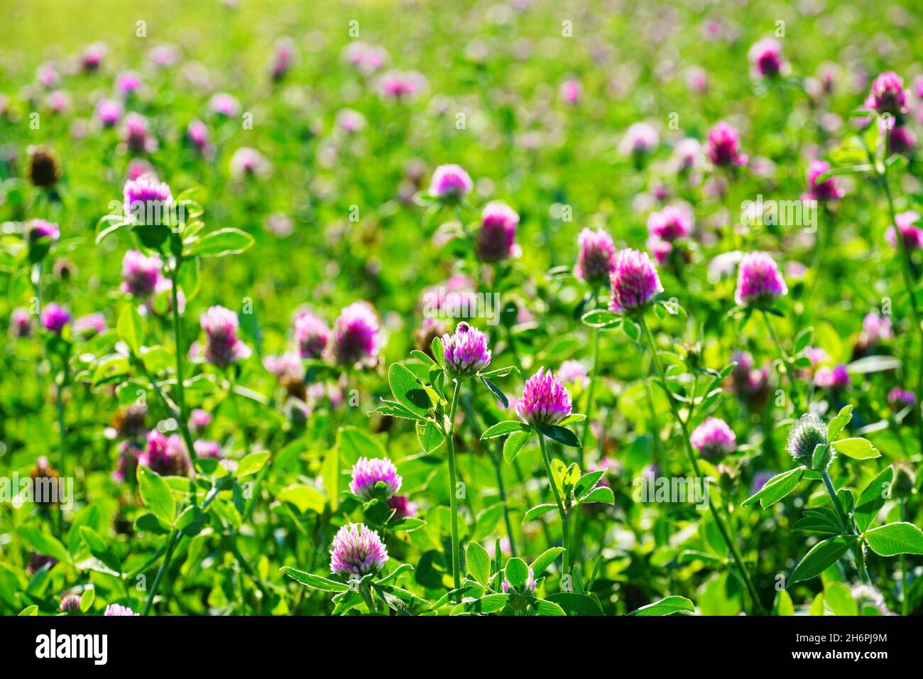 Violet clover hi-res stock photography and images - Alamy