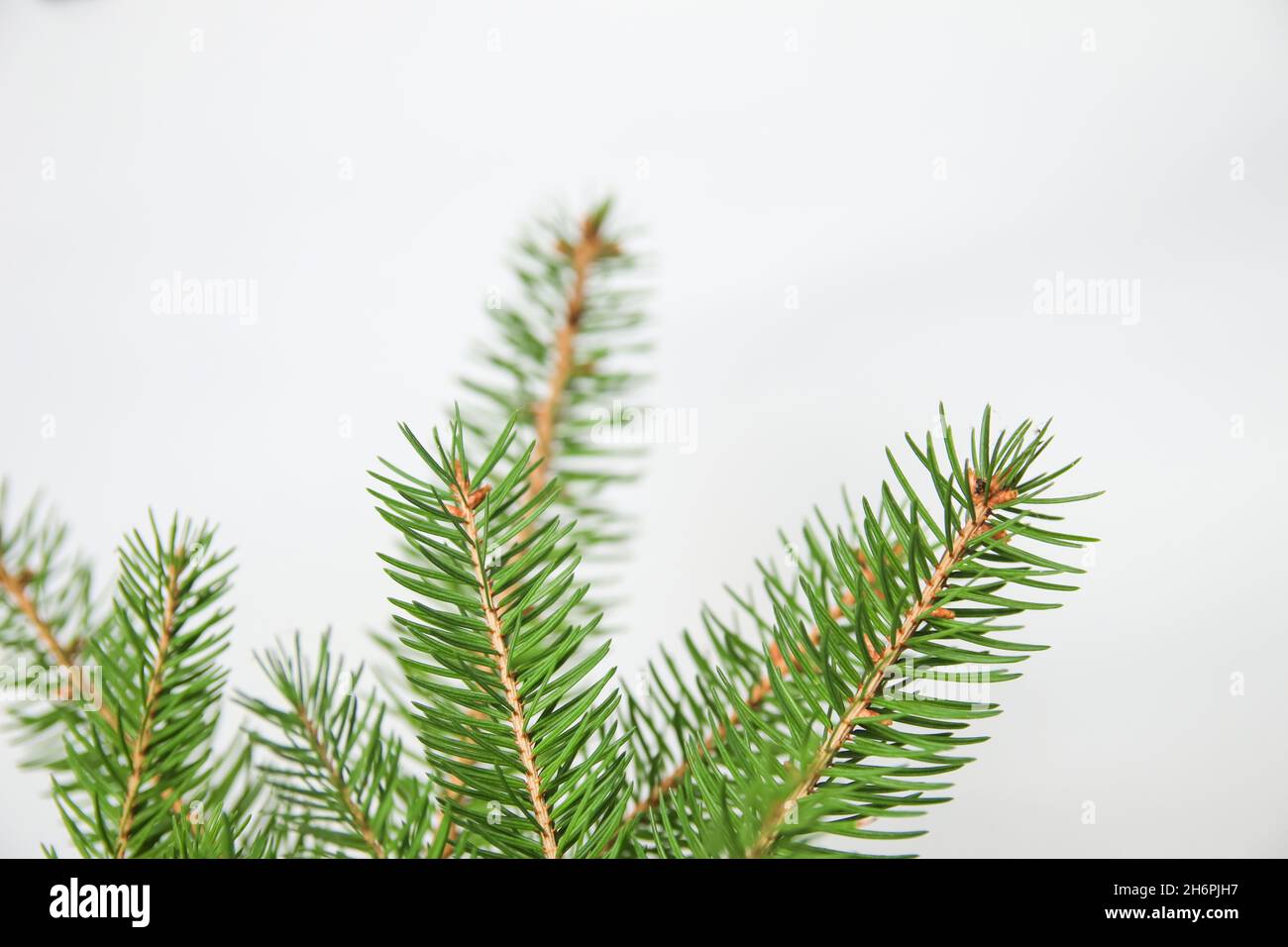 Fir branch or spruce branch with needles isolated on white background ...