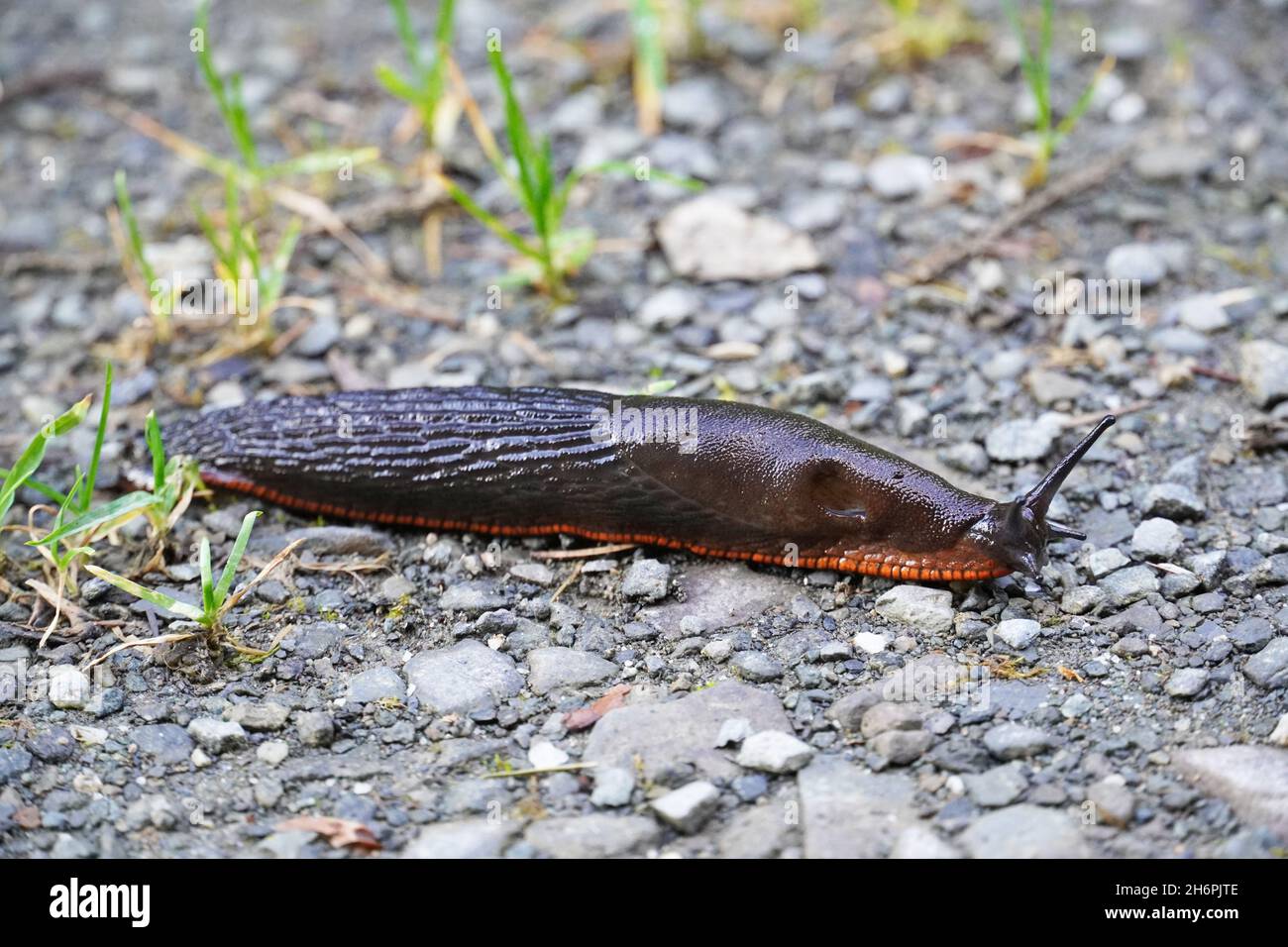 Slug in close-up on stony ground Stock Photo - Alamy
