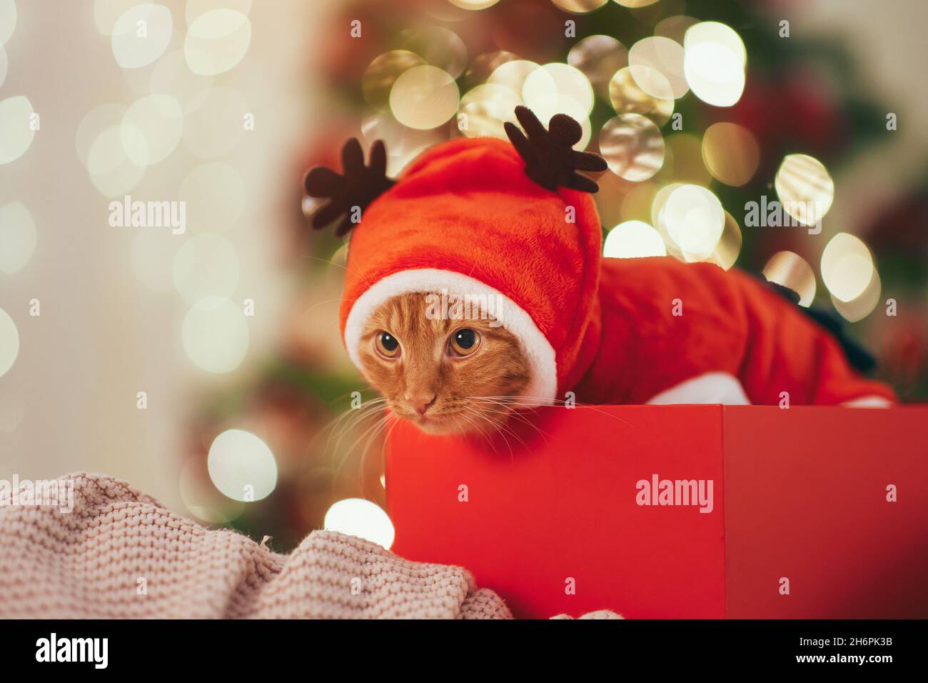 Angry Santa Cat High Resolution Stock Photography and Images - Alamy