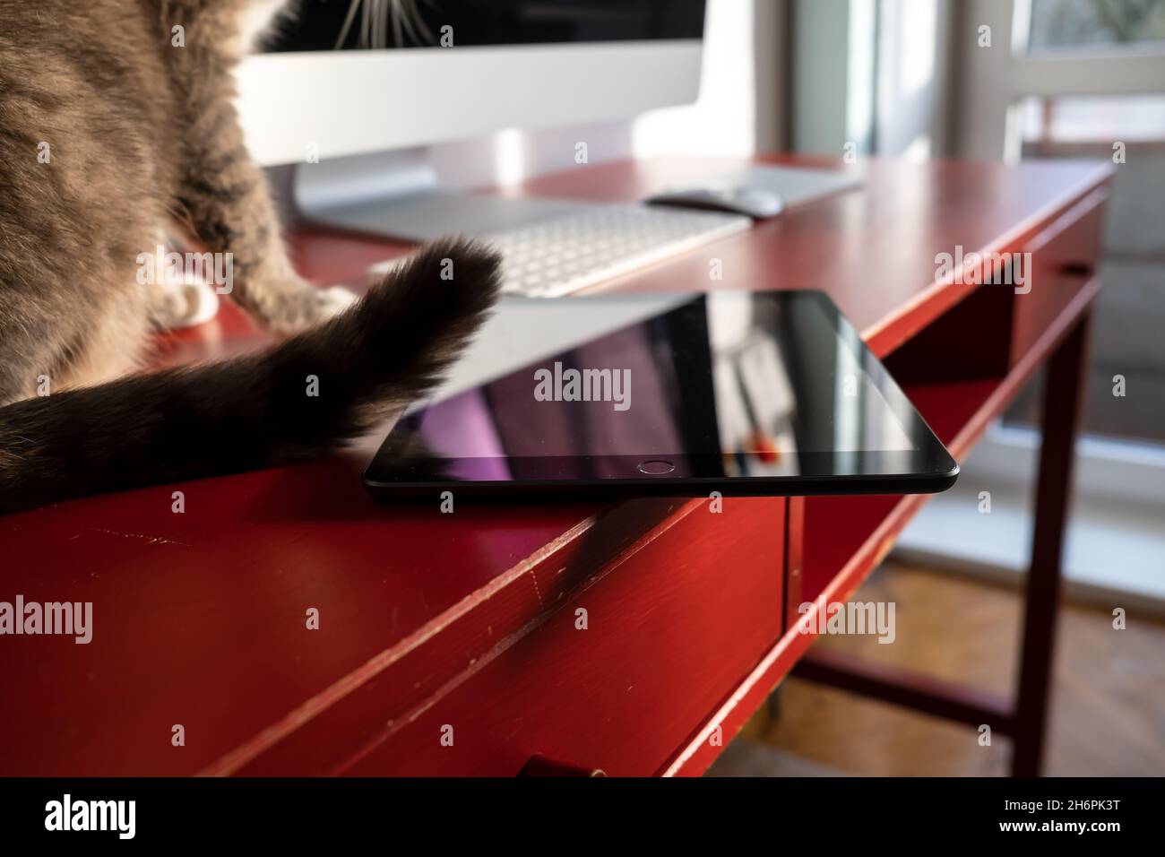 Cat is sitting on the work table next to the tablet, which lies ...