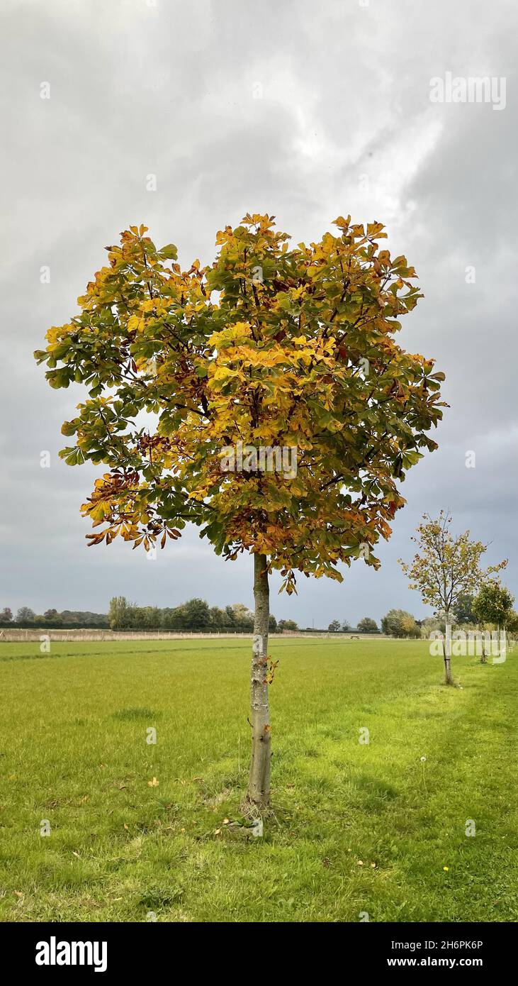 Tree with autumn yellow leaves in a park Stock Photo - Alamy