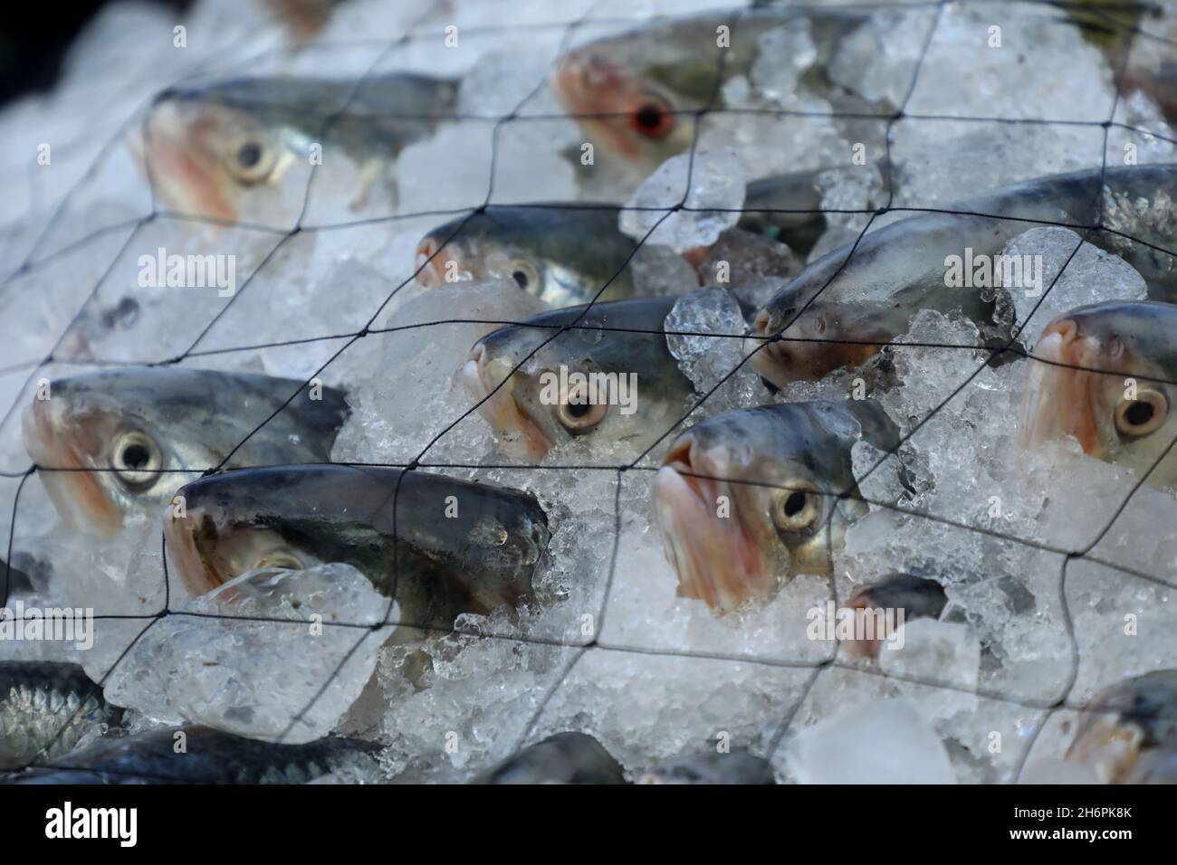 Chittagong, Bangladesh. 17th Nov, 2021. Fish is frozen to keep fresh at ...