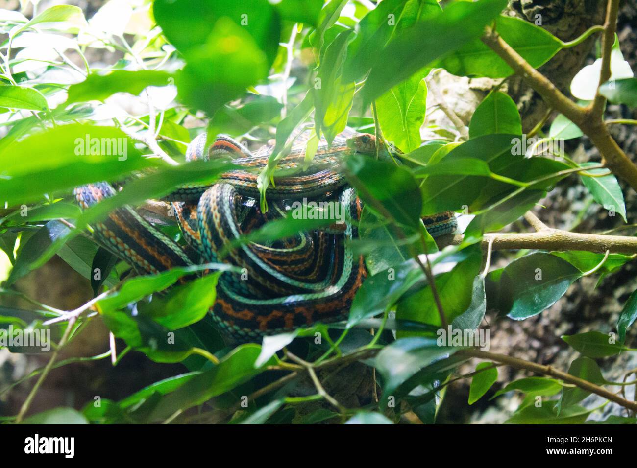 Garter snake hidden in the plants Stock Photo - Alamy