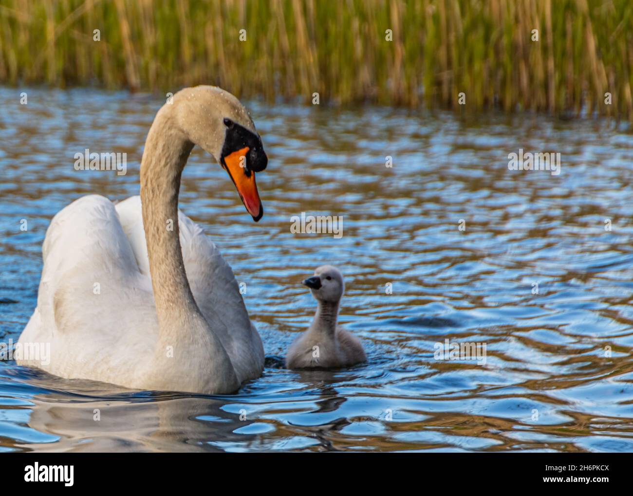 Cygnet fishing hi-res stock photography and images - Alamy