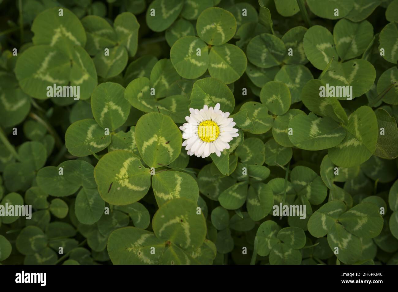 Top view of a cute little daisy flower in the middle of leaf clover ...