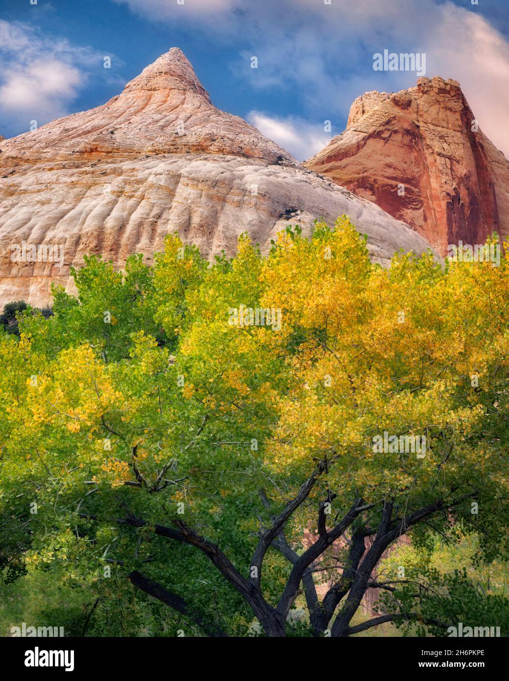 Cottonwood tree in fall color with Fluted Wall rock formation. Capitol ...