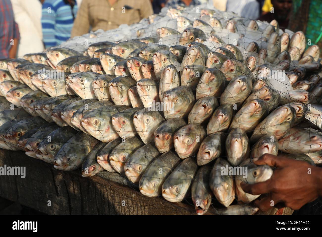 Chittagong, Bangladesh. 17th Nov, 2021. Fish at the Fishery Ghat market ...