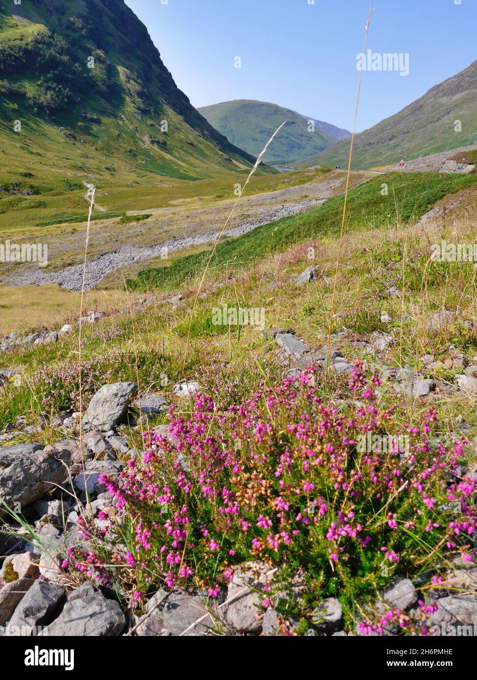 Heather scotland landscape view hi-res stock photography and images - Alamy