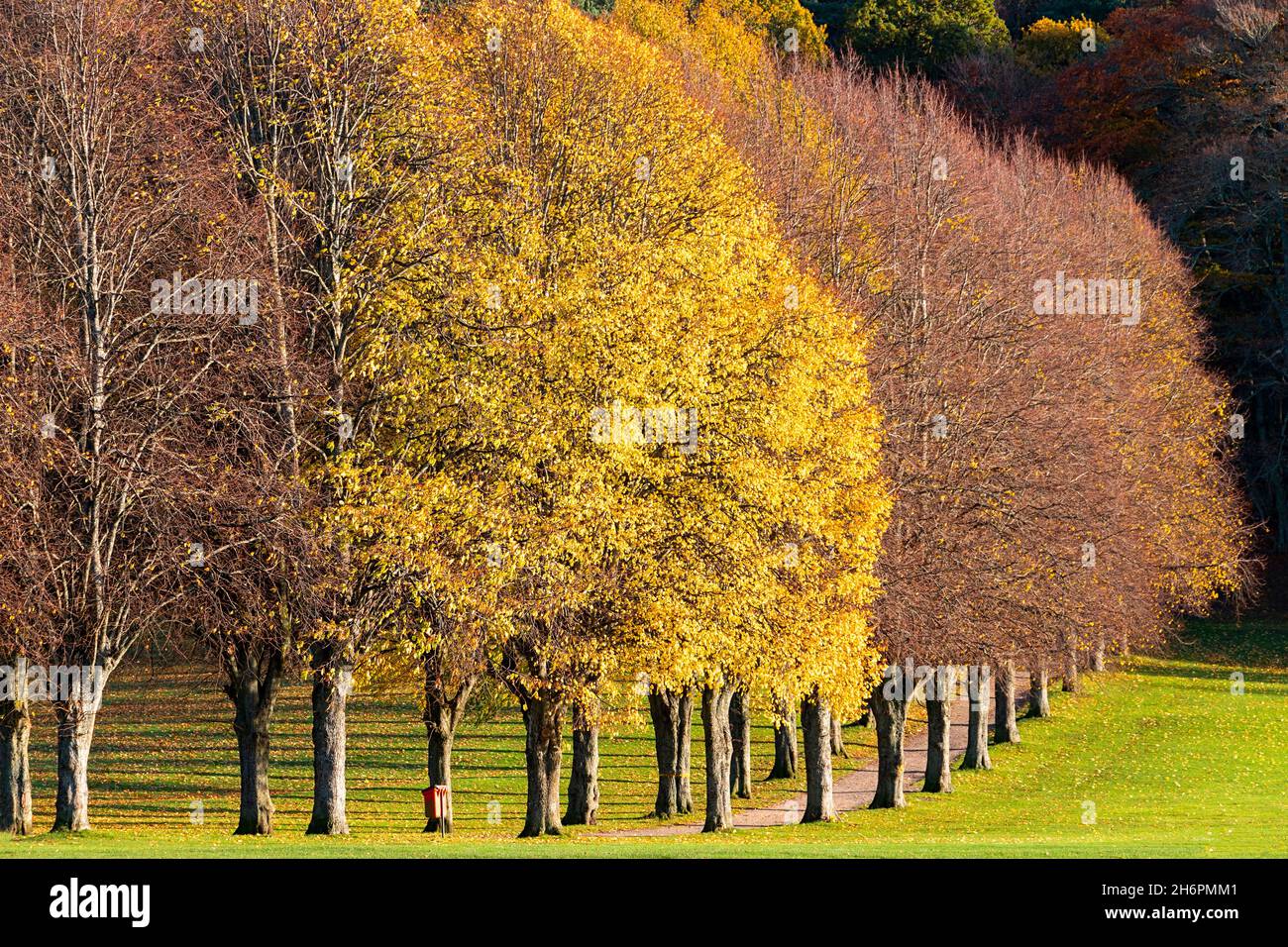 FORRES MORAY SCOTLAND GRANT PARK AVENUE OF TREES WITH LEAVES IN ...