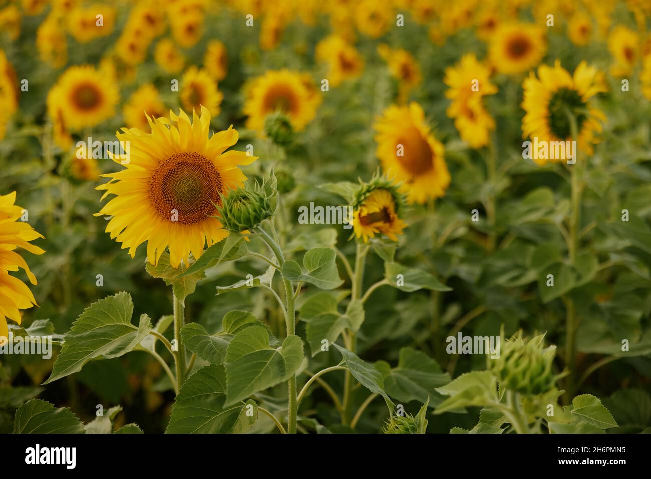 Sunflower natural background a beautiful landscape plantation unaltered ...