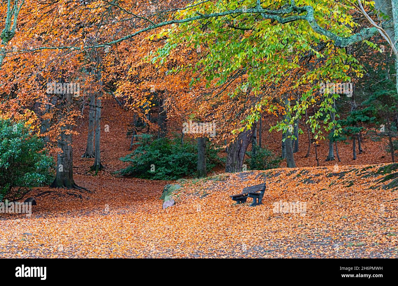 FORRES MORAY SCOTLAND NELSON TOWER WALK AUTUMN COLOURFUL BEECH TREE ...
