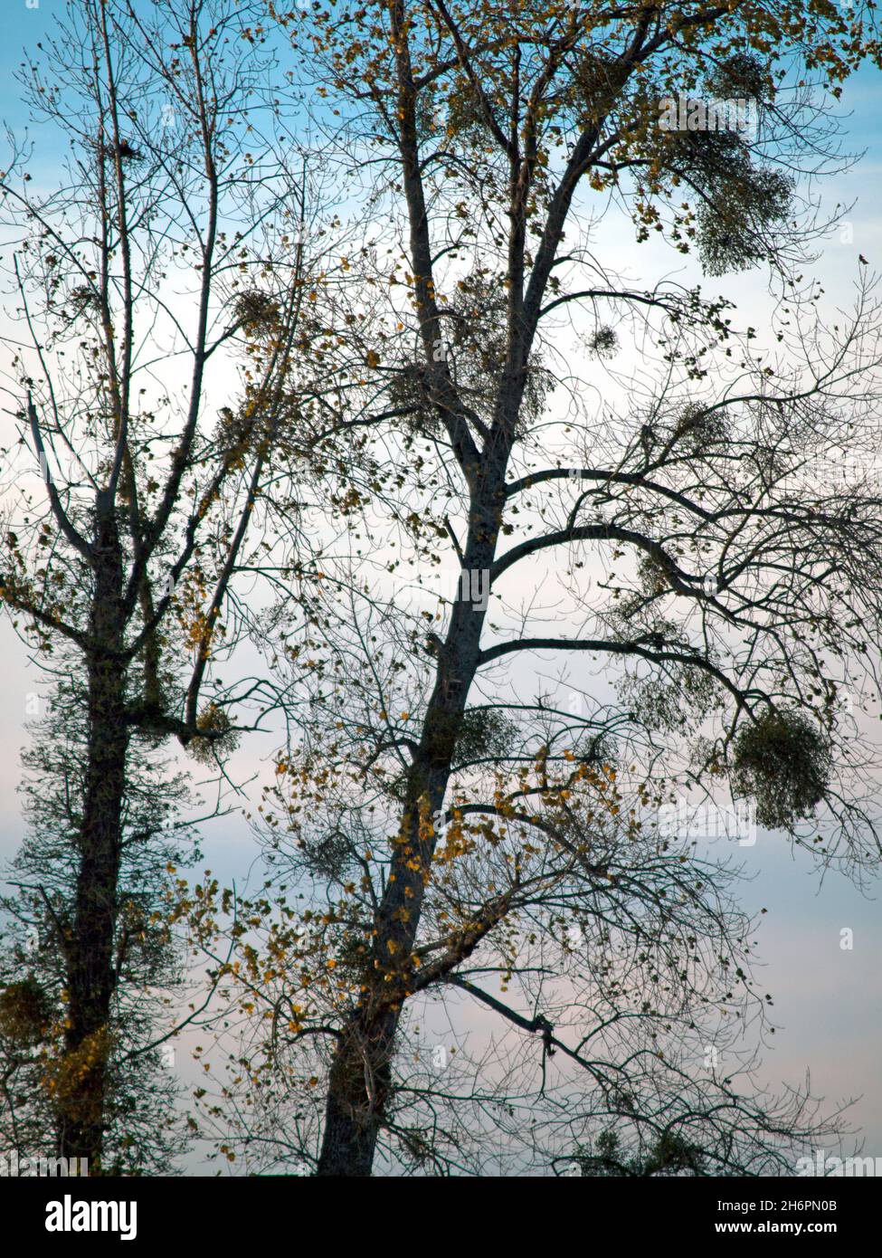 Cluster mistletoe hi-res stock photography and images - Alamy