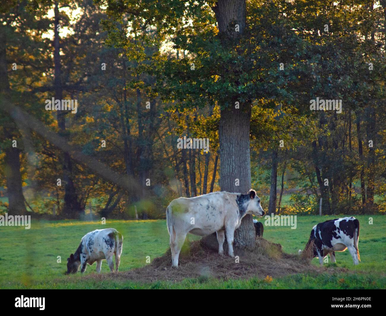 Cattle dairy herd normandy france hi-res stock photography and images ...