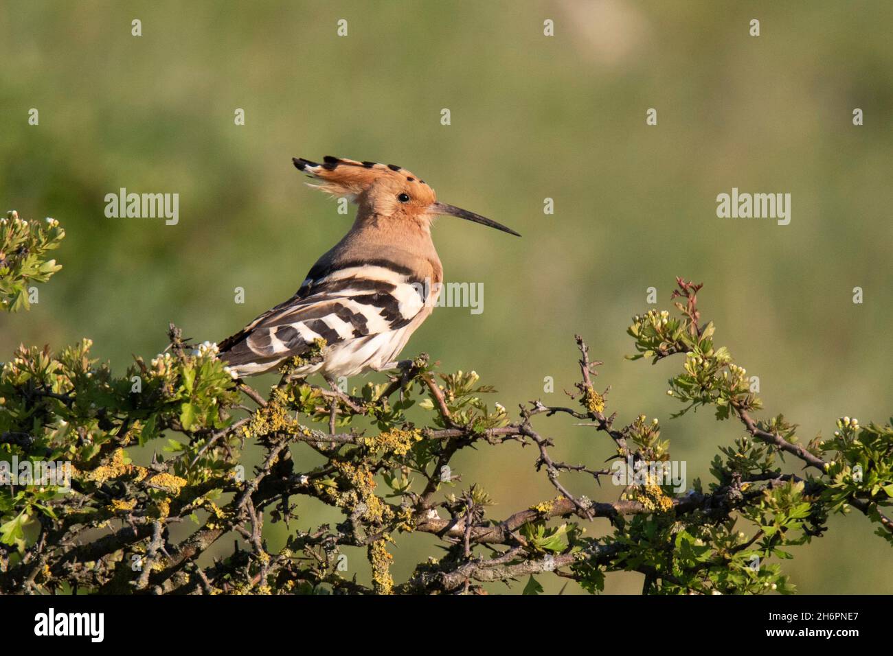 Eurasian hoopoe (Upupa epops Stock Photo - Alamy
